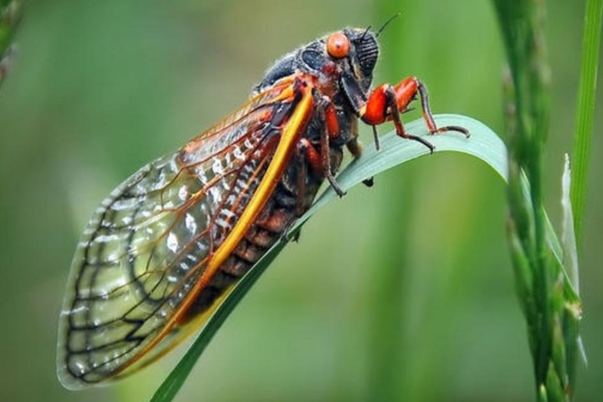 Periodical cicadas will emerge this spring. Here's what to know. - Diễn ...